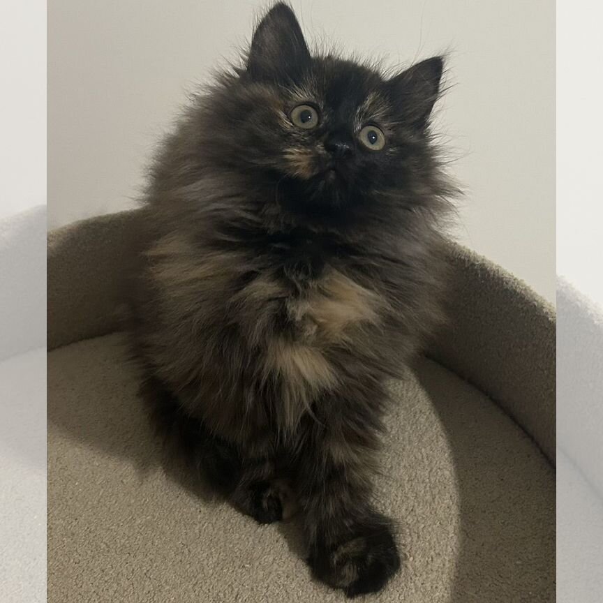 Яркая сибирская девочка