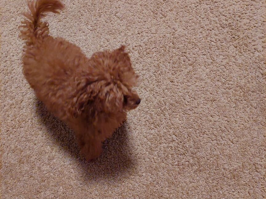 Той-пудель девочка