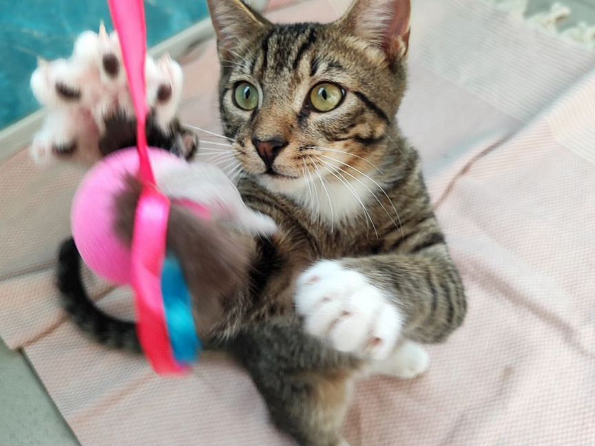 Ласковый котенок мальчик