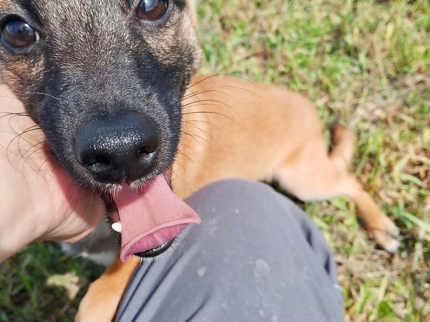 Малышок Крош, небольшой приютский песик