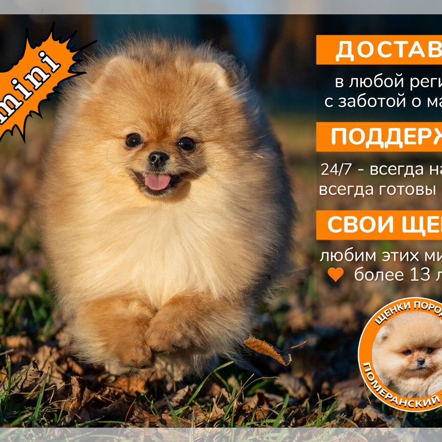 Померанский шпиц, щенок