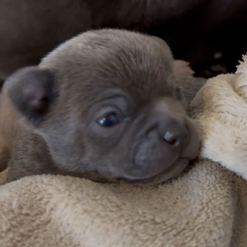 Щенки чихуахуа