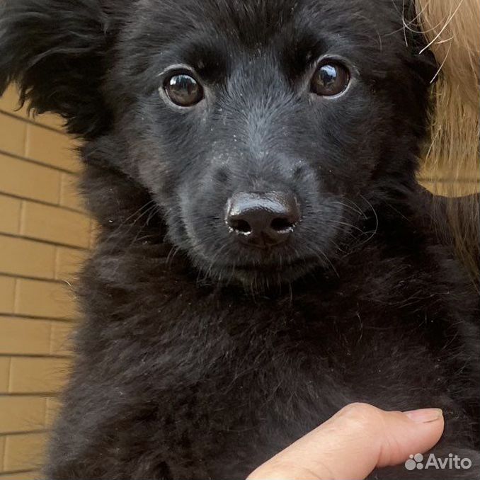 Щенуля красотуля