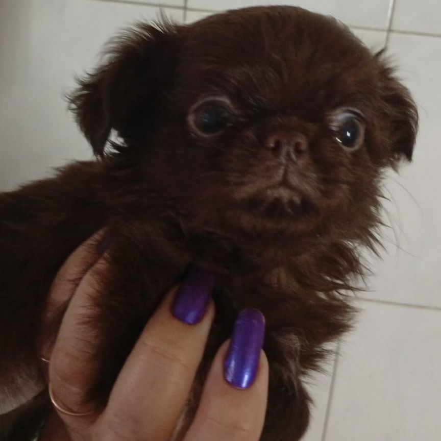 Чихуахуа, щенок