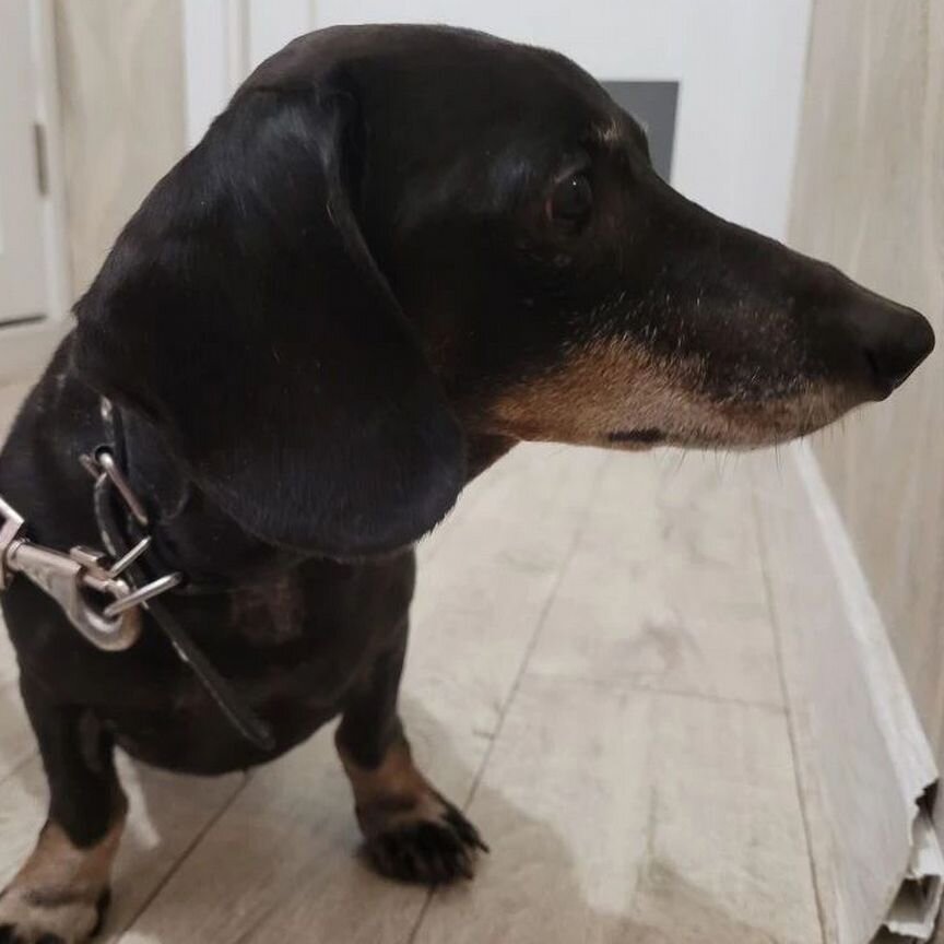 Такса, взрослый пёс