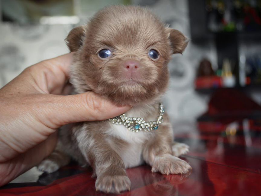 Чихуахуа девочка лиловая