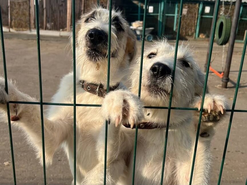 Собакив добрые руки из приюта