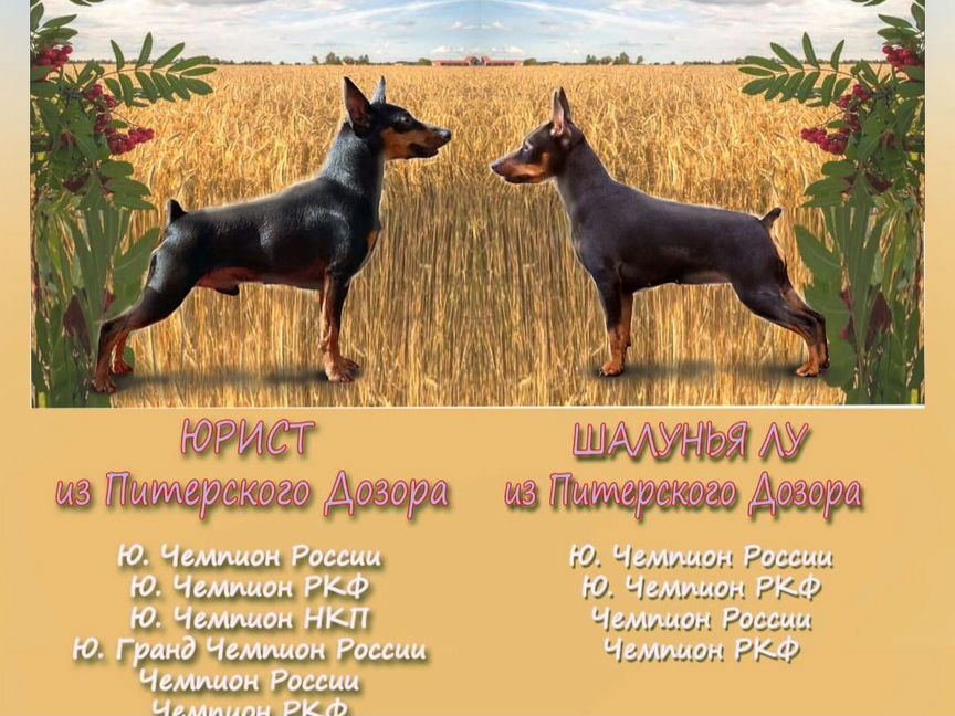 Щенки цвергпинчера