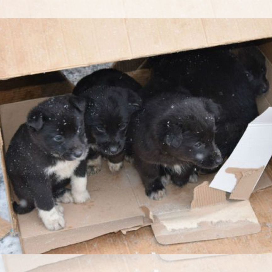 Немецкая овчарка, щенок