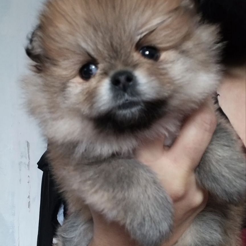 Померанский шпиц