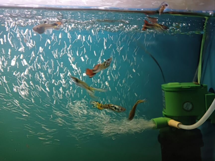 Аквариумные рыбки гуппи