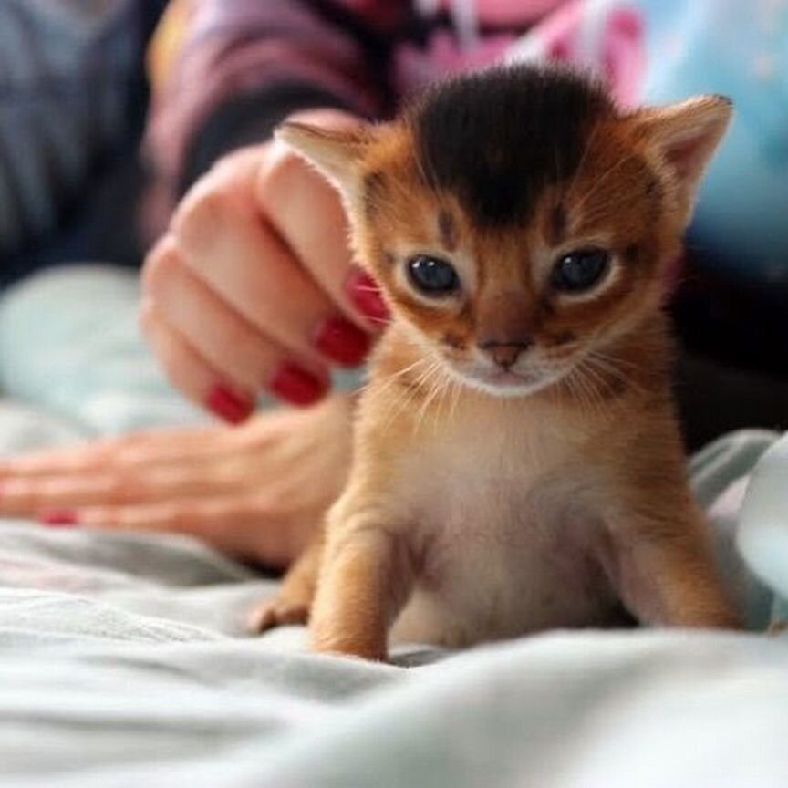 Бронирование Абби