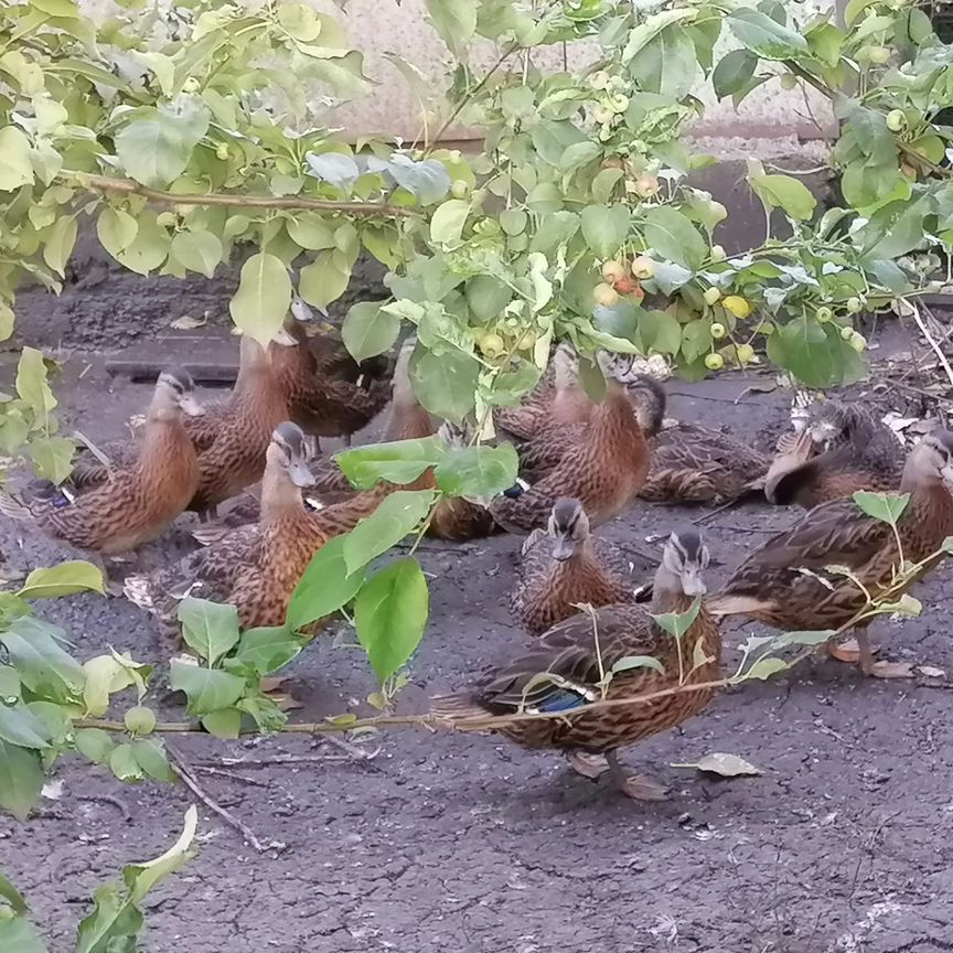 Подсадные утки