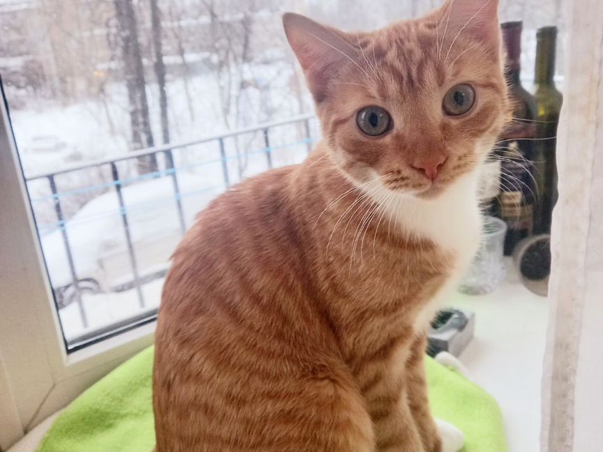 Котенок в заботливые руки