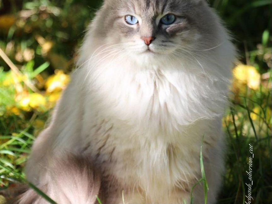 Кот вязка