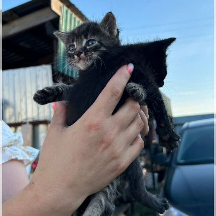 Котенок мальчик в дар