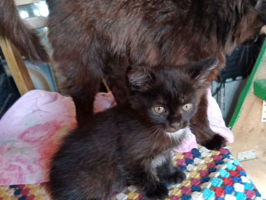 Отдам очаровательную кошечку (в добрые руки)