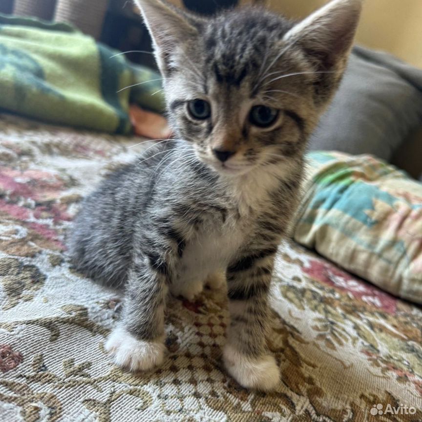 Котенок 1, 5 мес