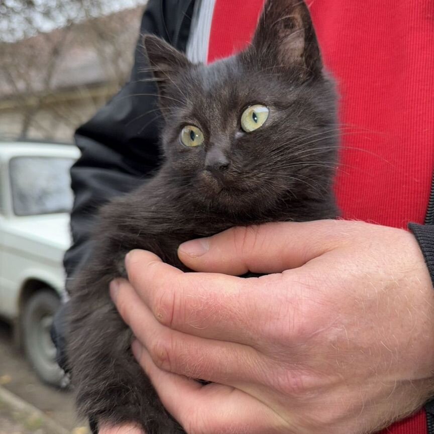 Котенок пушистый в добрые руки