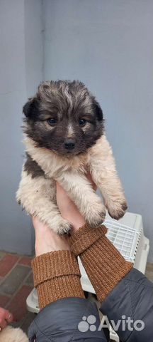Щенок из приюта