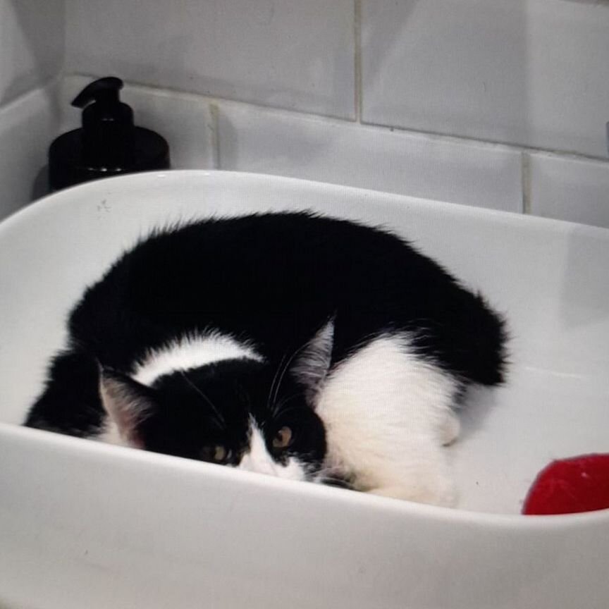 Котёнок в добрые руки