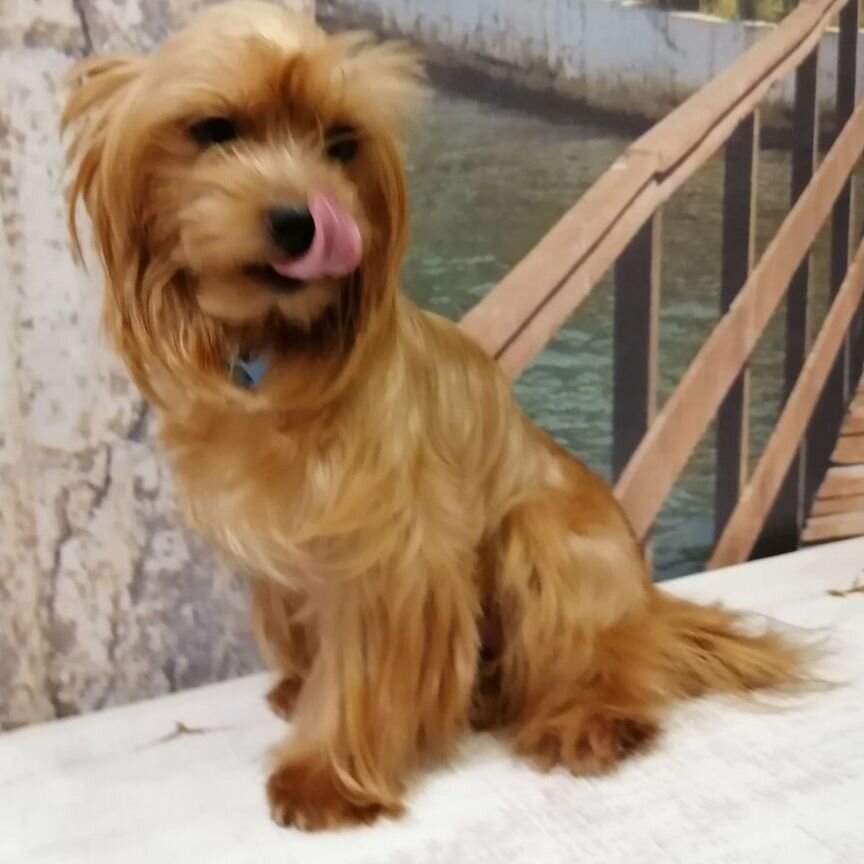 Йоркширский терьер, взрослая собака