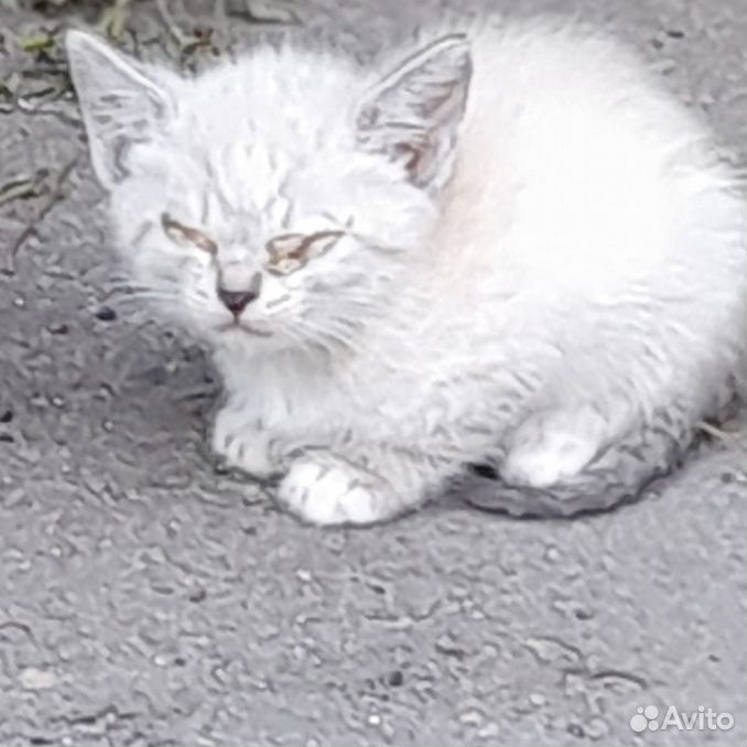 Крошечные котята с больными глазами на улице