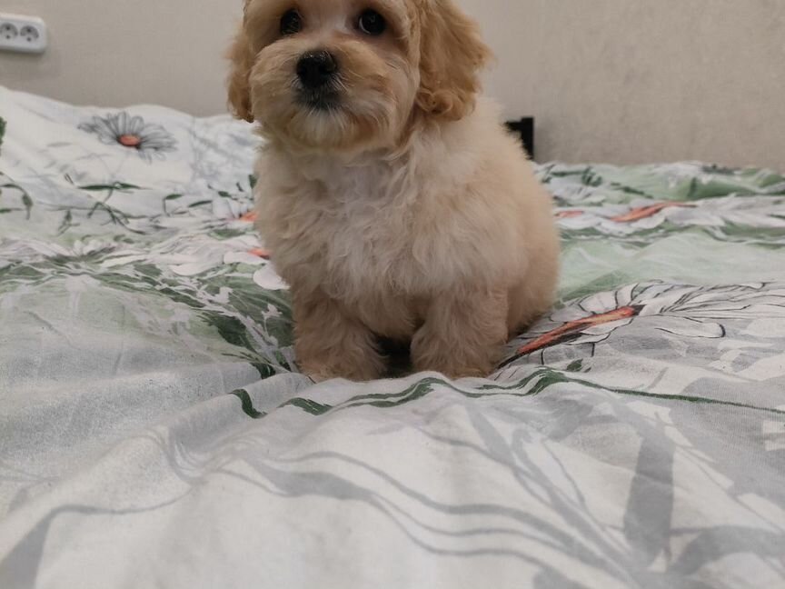 Девочка мальтипу f1 мини