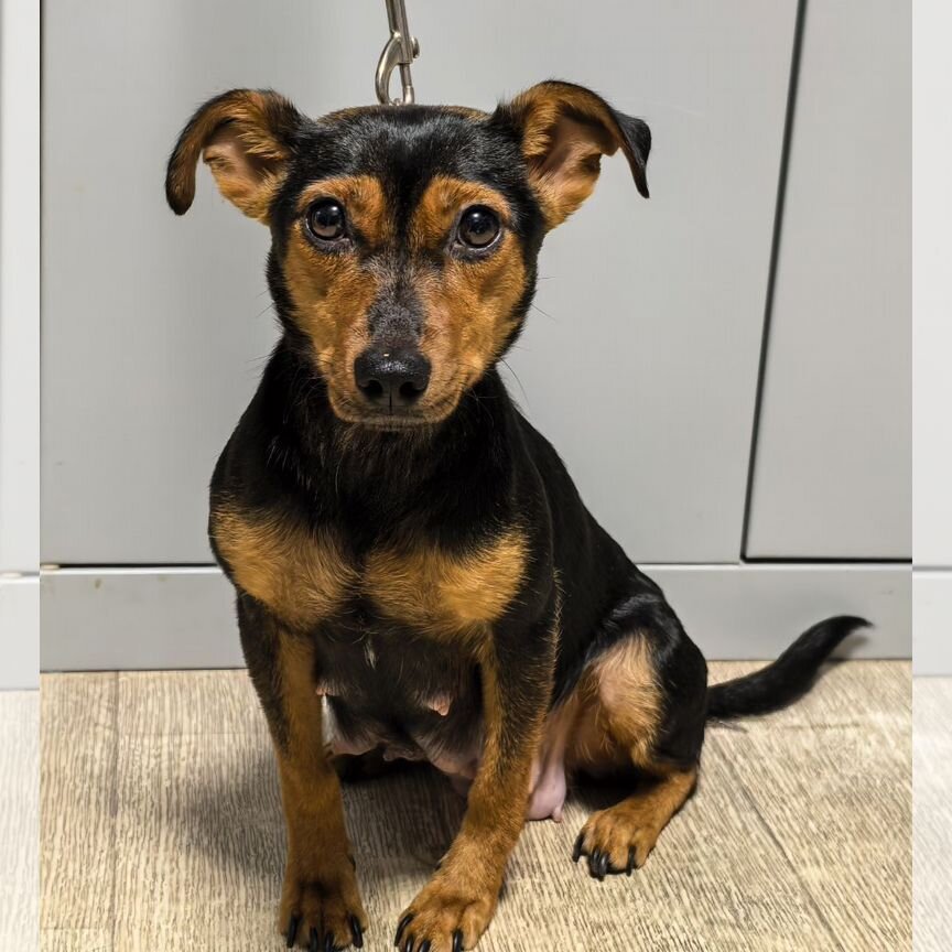 Взрослая собака в добрые руки