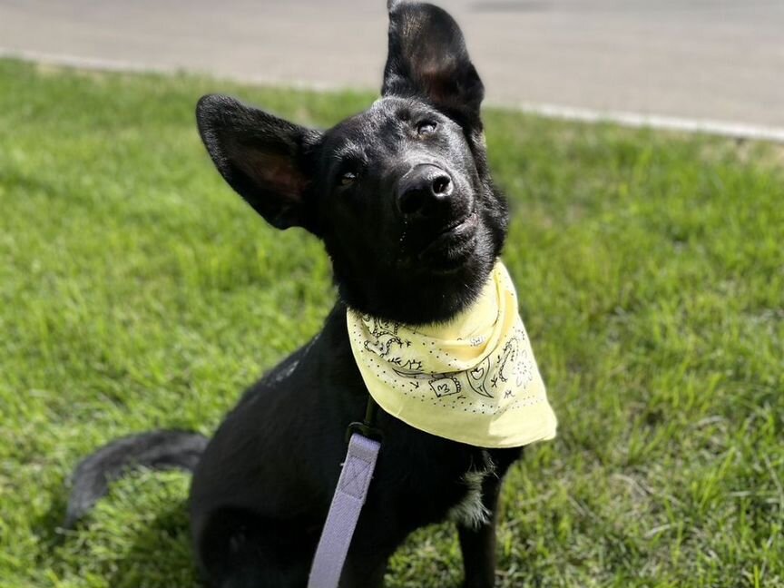 Щенок в добрые руки бесплатно