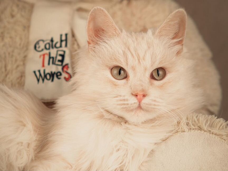 Снежана кошечка