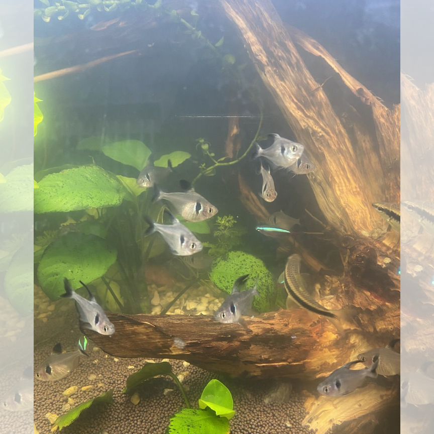 Стойка рыб Фантом черный