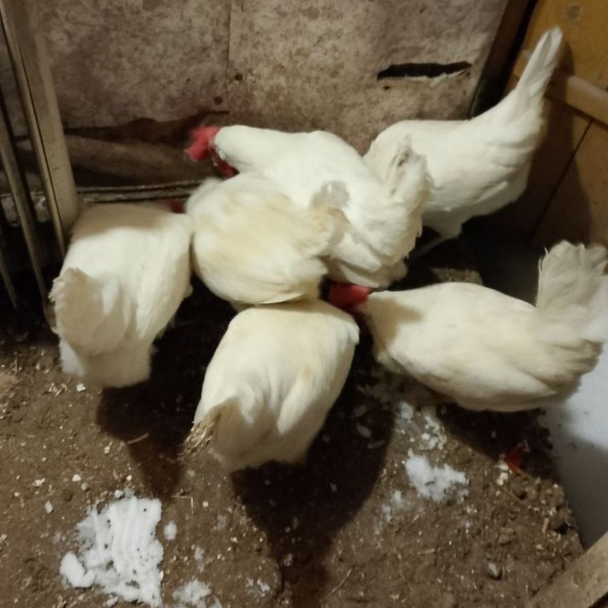 Куры несушки