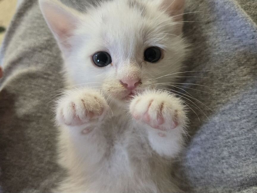 Котенок (кот)