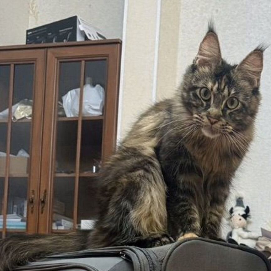 Мейн-кун девочка 1 год 4 мес