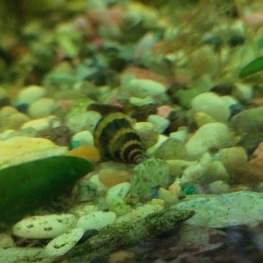 Улитка Хелена