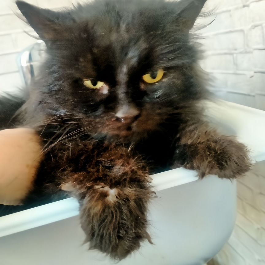 Взрослый кот в добрые руки