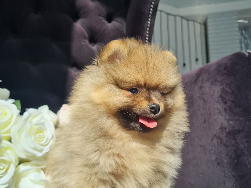 Померанский шпиц