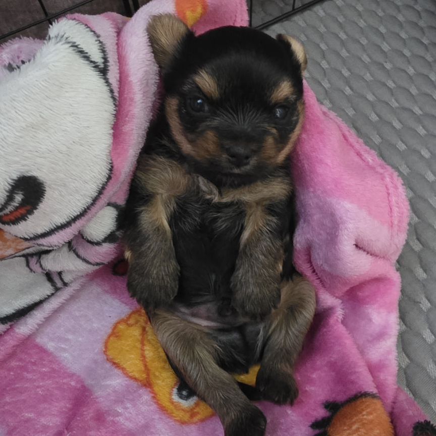 Йоркширский терьер, щенок