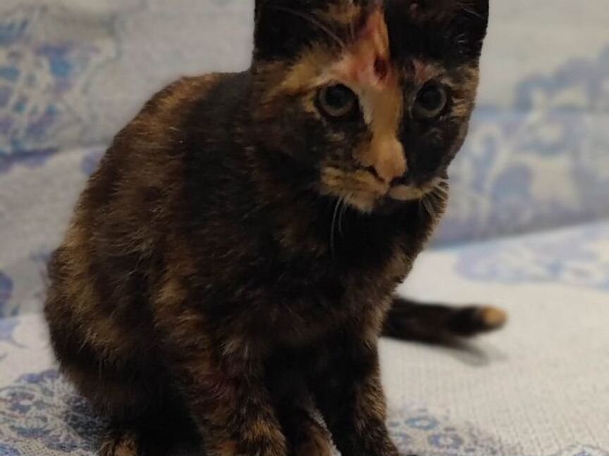 Котенок 4 месяца