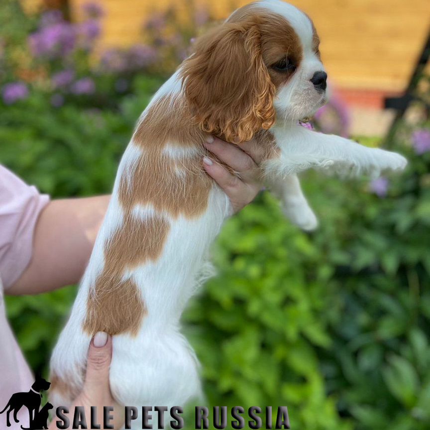 Кавалер Кинг Чарльз спаниель. ккчс без брака