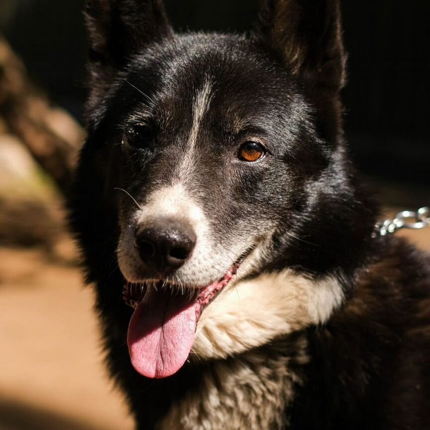 Собака в добрые руки