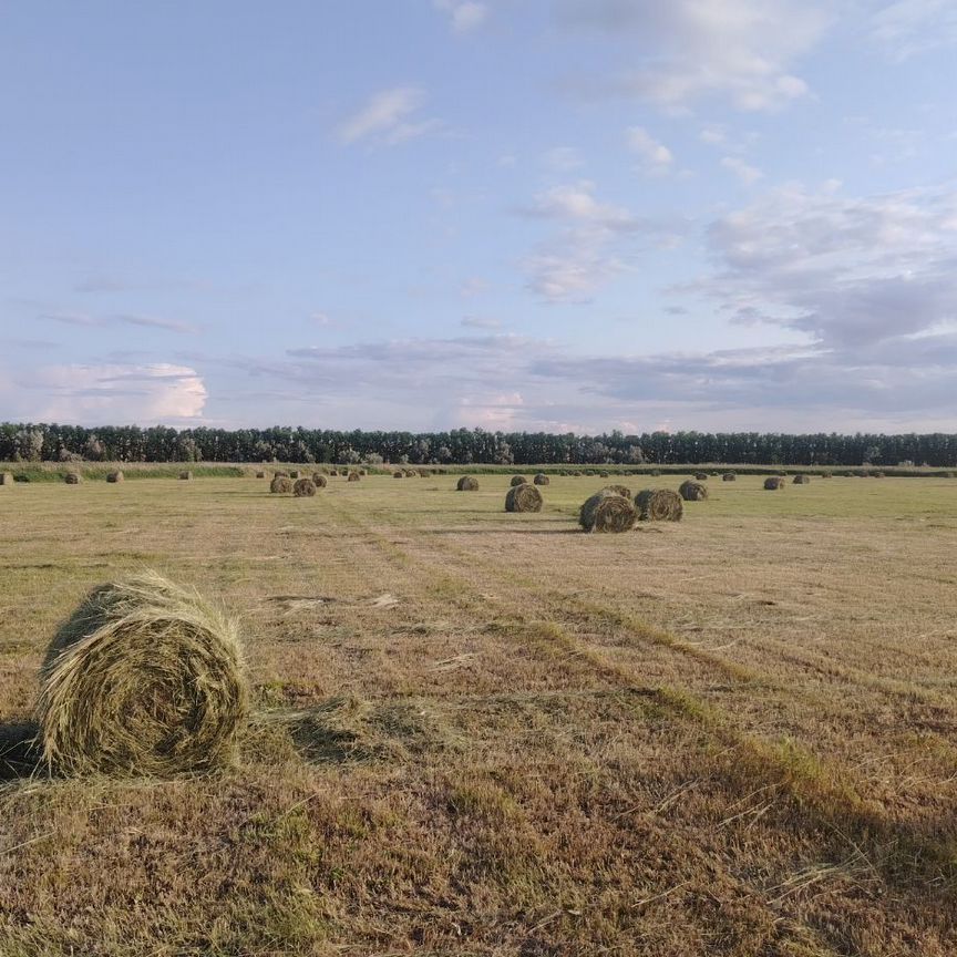 Сено в рулонах