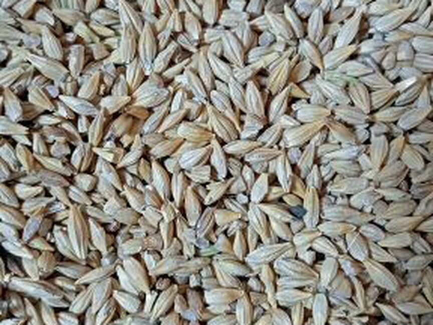 Зерно пшеница ячмень