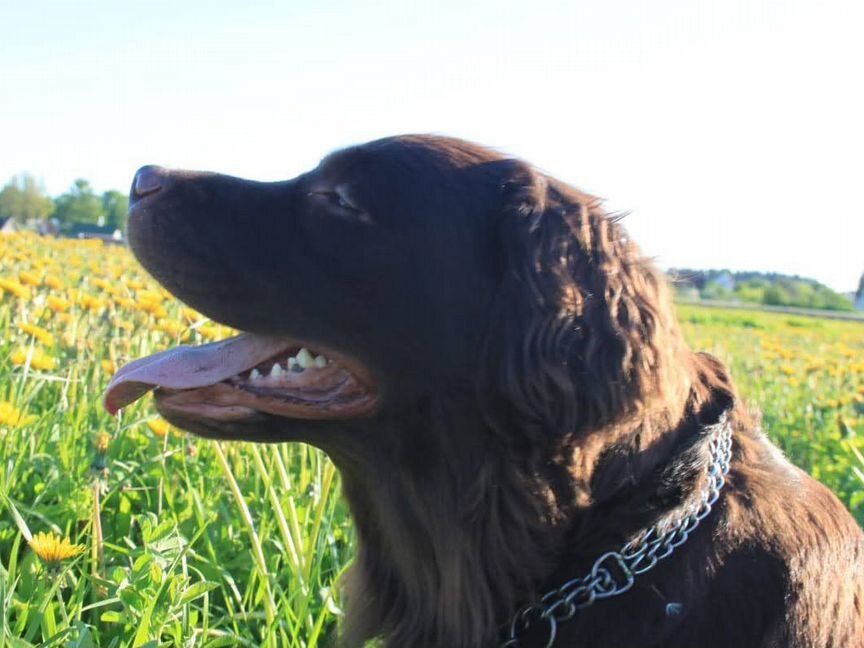 Лабрадор в добрые руки