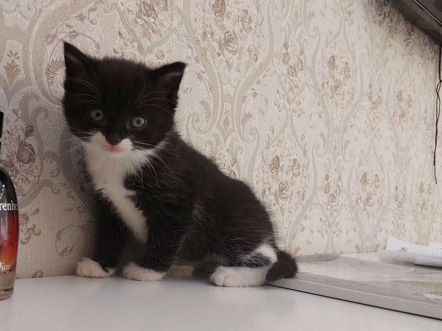 Котятки в добрые руки