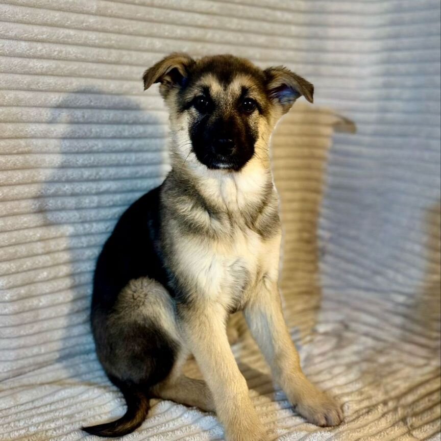Щенок метис овчарки в добрые руки