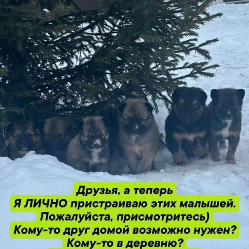 Щенки