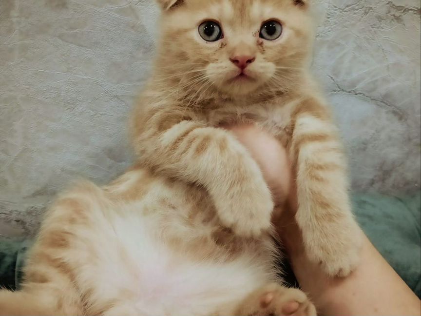 Шотландская вислоухая