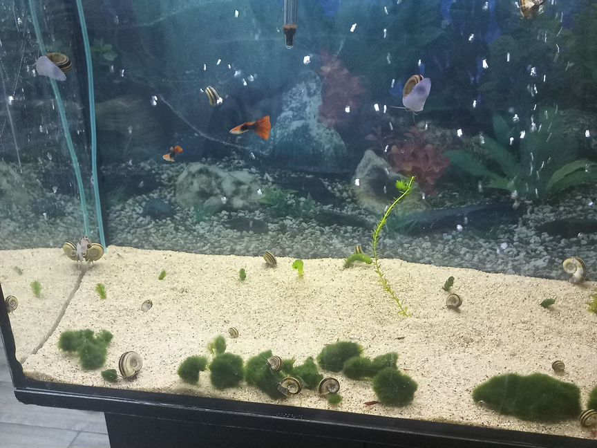 Улитки маризы